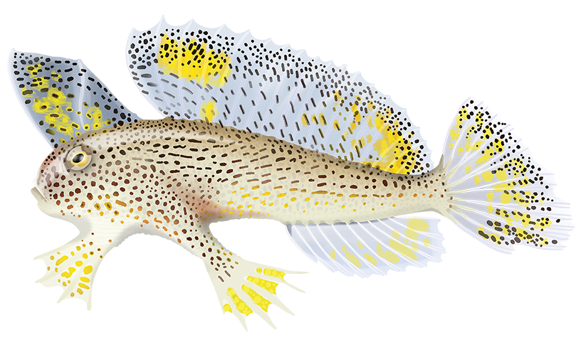 Spotted Handfish - Brachionichthys Hirsutus | Marinewise