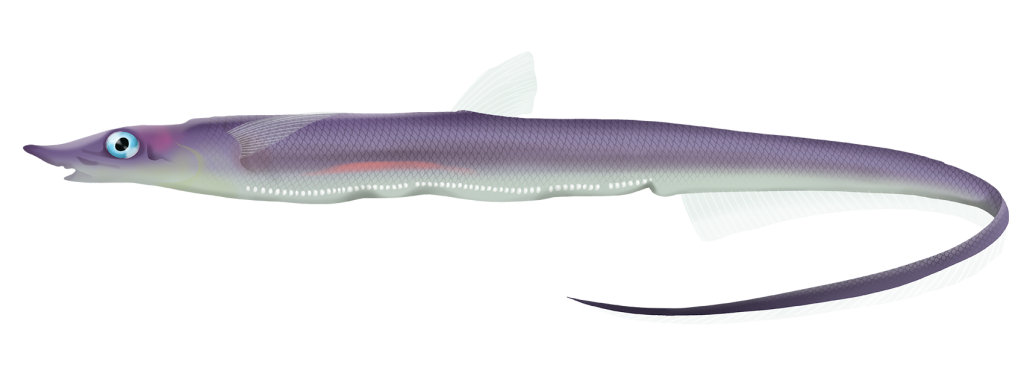 Oven's Halosaur - Halosaurus Ovenii | Marinewise