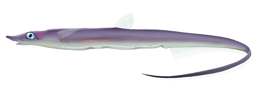 Oven's Halosaur - Halosaurus Ovenii | Marinewise