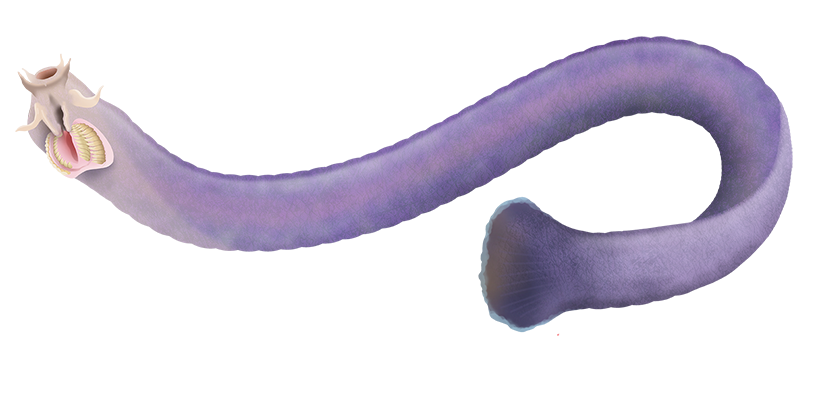 Broadgilled Hagfish - Eptatretus Cirrhatus | Marinewise