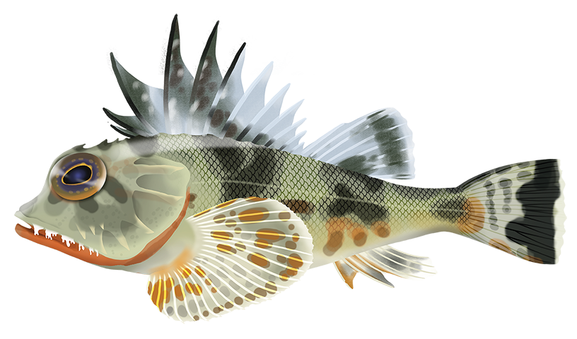 Common Gurnard Perch - Neosebastes Scorpaenoides | Marinewise