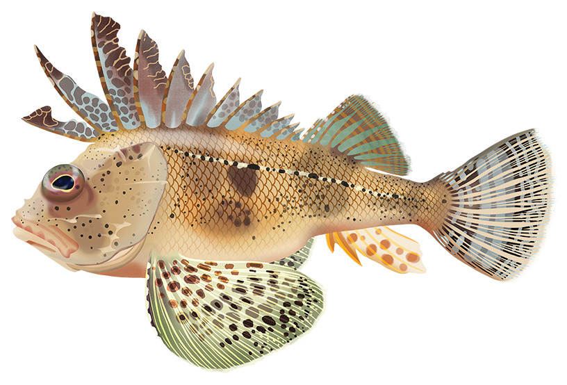 Bighead Gurnard Perch - Neosebastes Pandus | Marinewise
