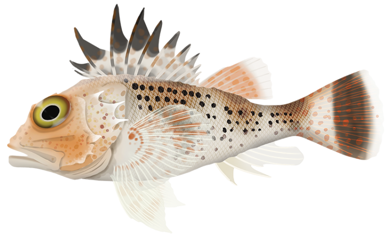 Blackspotted Gurnard Perch - Neosebastes Nigropunctatus | Marinewise