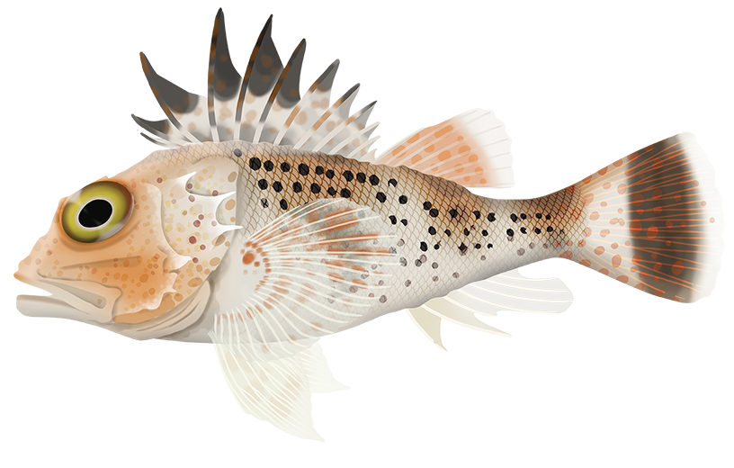 Blackspotted Gurnard Perch - Neosebastes Nigropunctatus | Marinewise