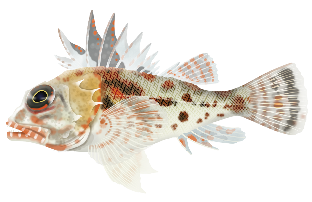 Gulf Gurnard Perch - Neosebastes Bougainvilli | Marinewise