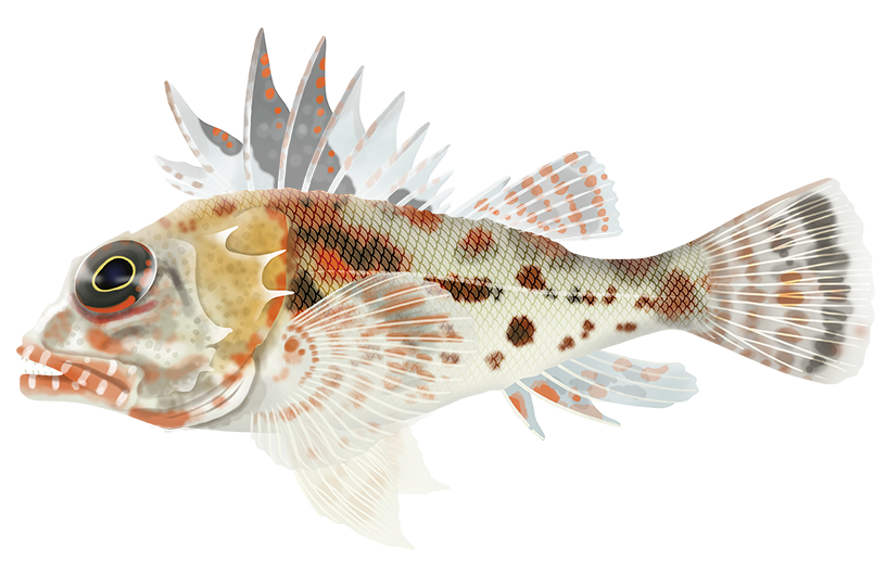 Gulf Gurnard Perch - Neosebastes Bougainvilli | Marinewise