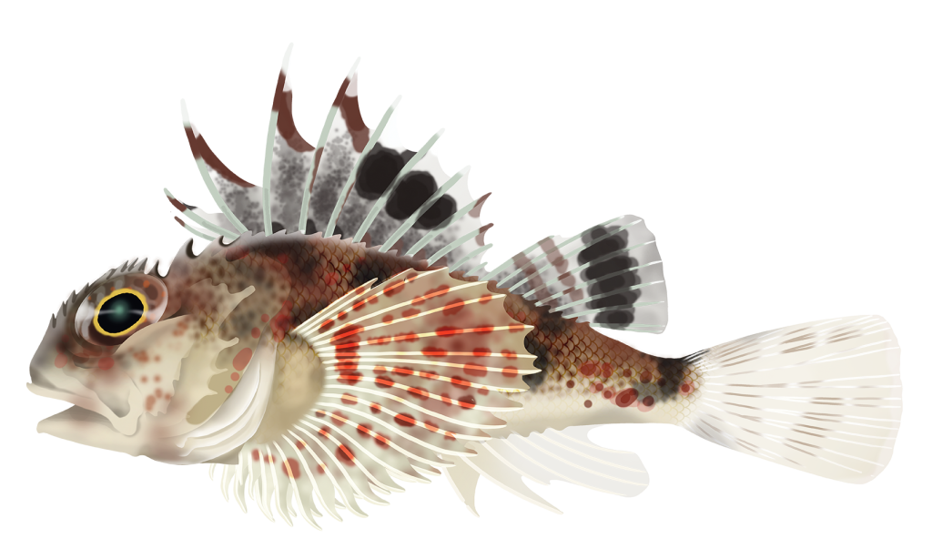 Little Gurnard Perch - Maxillicosta Scabriceps | Marinewise