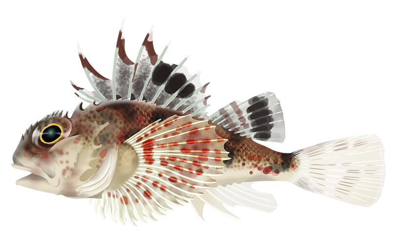 Little Gurnard Perch - Maxillicosta Scabriceps | Marinewise