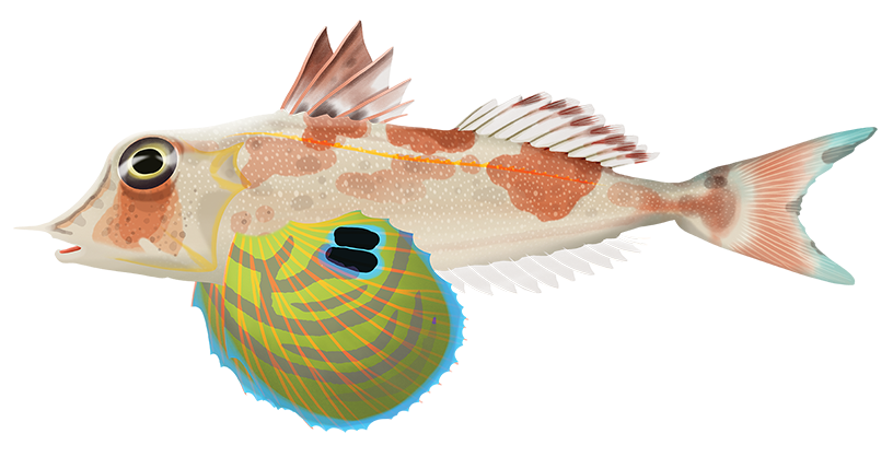 Latchet - Pterygotrigla Polyommata | Marinewise