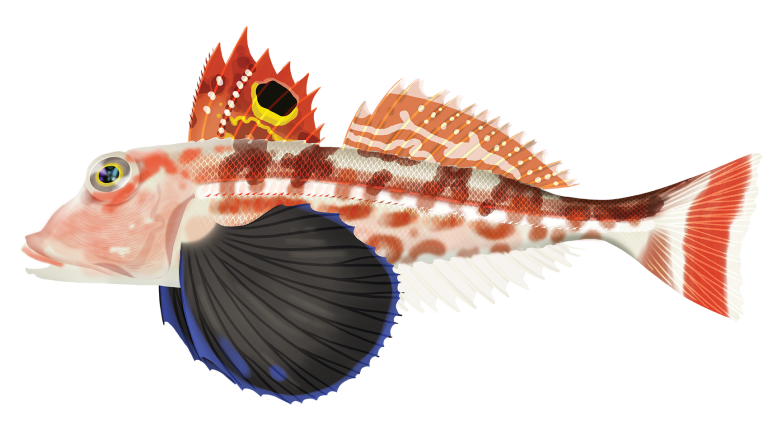 Spiny Gurnard - Lepidotrigla Papilio | Marinewise