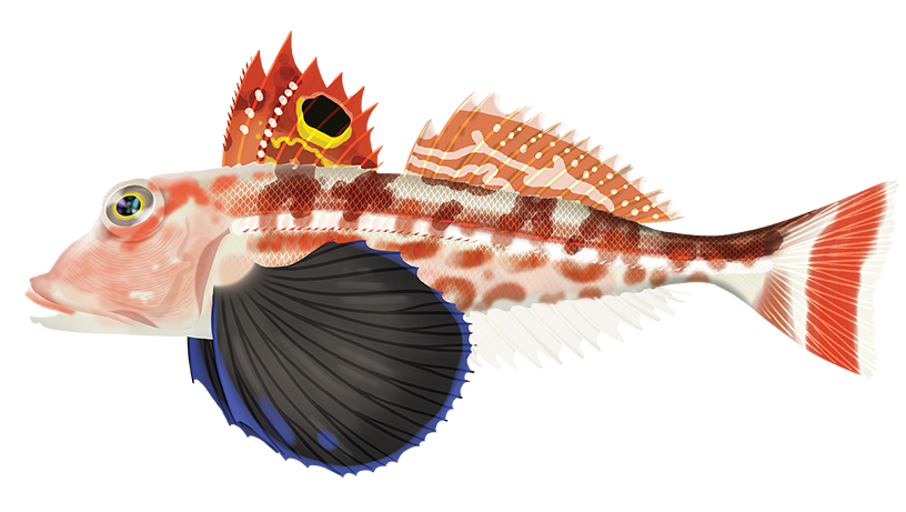 Spiny Gurnard - Lepidotrigla Papilio | Marinewise