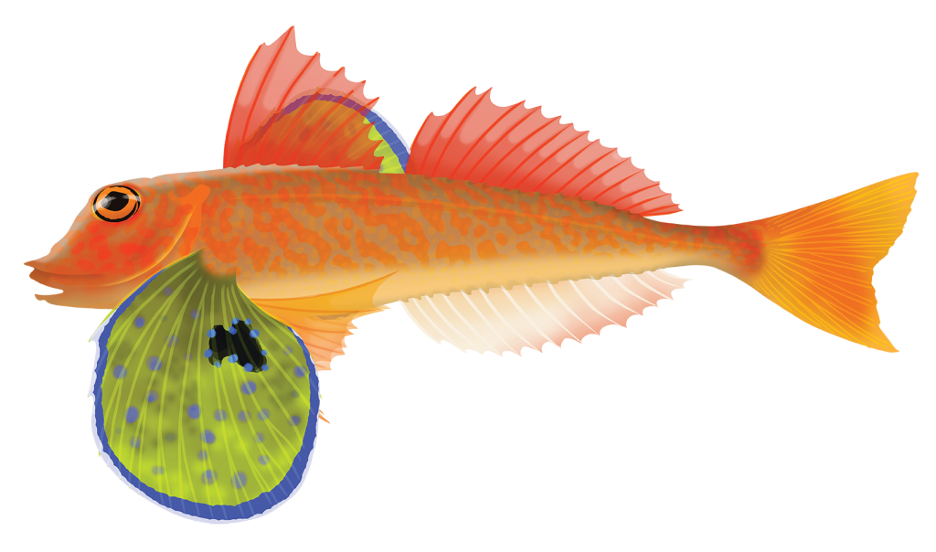 Red Gurnard - Chelidonichthys Kumu | Marinewise
