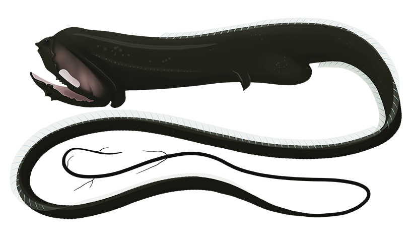 Whiptail Gulper - Saccopharynx Schmidti | Marinewise
