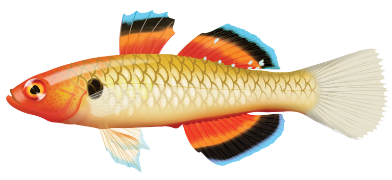 Empire Gudgeon - Hypseleotris Compressa | Marinewise