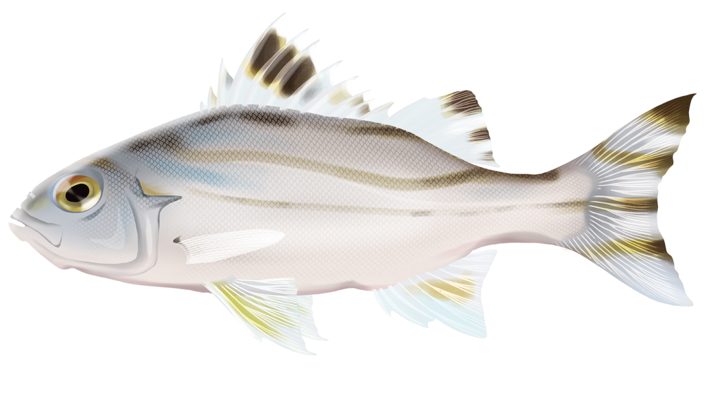 Crescent Grunter - Terapon Jarbua | Marinewise