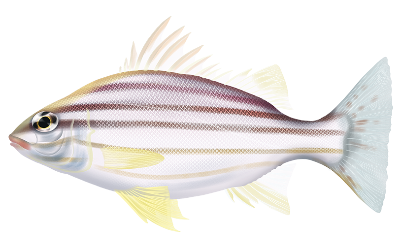 Eastern Striped Grunter - Pelates Sexlineatus | Marinewise