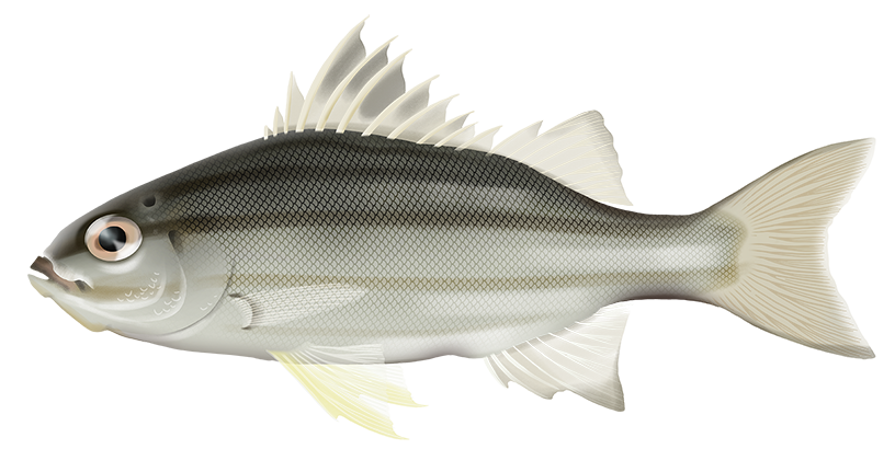 Fourline Striped Grunter - Pelates Quadrilineatus | Marinewise