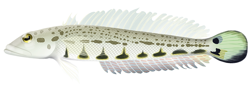 Spotted Grubfish - Parapercis Ramsayi | Marinewise
