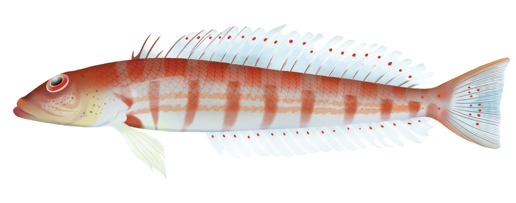 Doublestitch Grubfish - Parapercis Multiplicata | Marinewise
