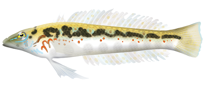 Wavy Grubfish - Parapercis Haackei | Marinewise