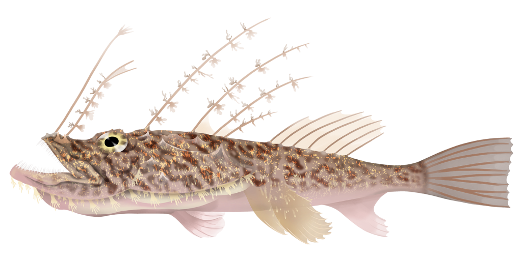 Goosefish - Lophiodes Naresi | Marinewise