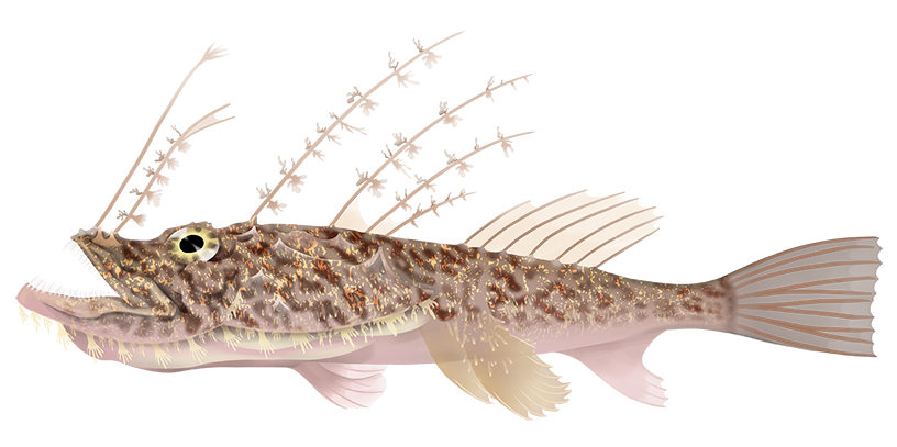 Goosefish - Lophiodes Naresi | Marinewise