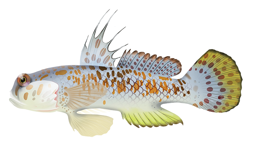 Hairfin Goby - Yongeichthys Nebulosus | Marinewise