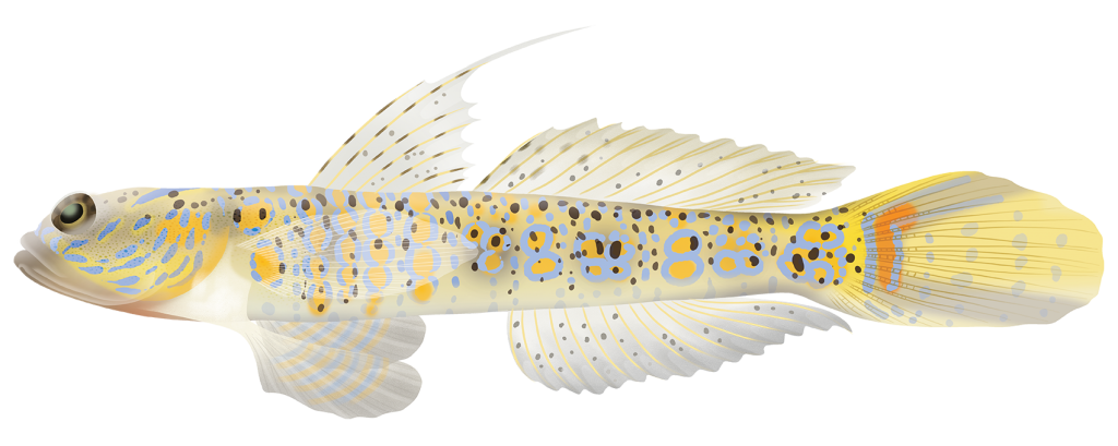 Ornate Shrimpgoby - Vanderhorstia Ornatissima | Marinewise