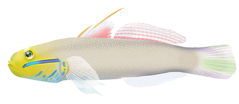 Blueband Glider Goby - Valenciennea Strigata | Marinewise
