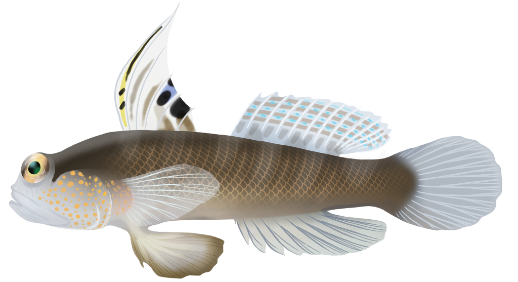 Smiling Goby - Mahidolia Mystacina | Marinewise