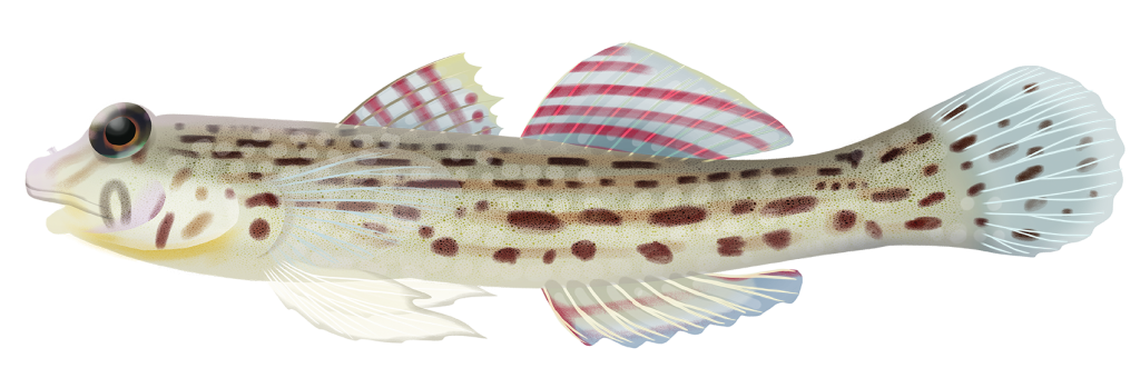Ornate Sandgoby - Istigobius Ornatus | Marinewise