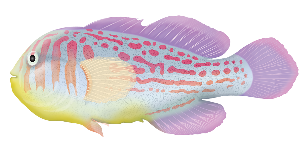 Maori Coral Goby - Gobiodon Histrio | Marinewise