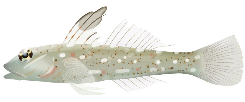 Neophyte Sandgoby - Fusigobius Neophytus | Marinewise