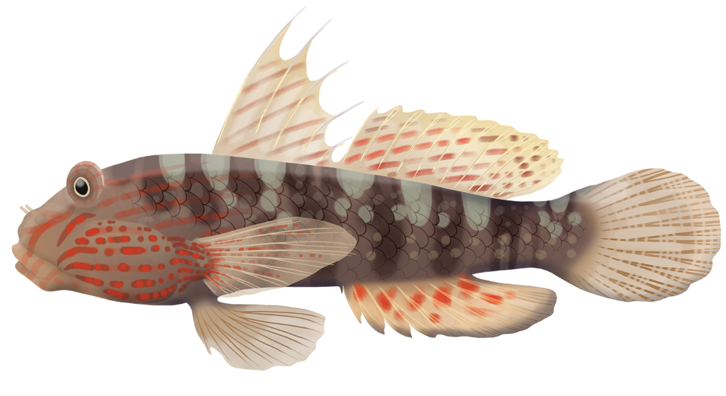 Mud Reef Goby - Exyrias Bellissimus | Marinewise