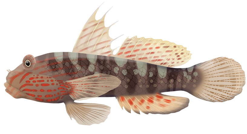 Mud Reef Goby - Exyrias Bellissimus | Marinewise