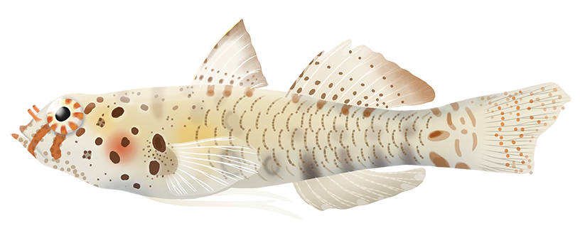 Queensland Eviota - Eviota Queenslandica | Marinewise