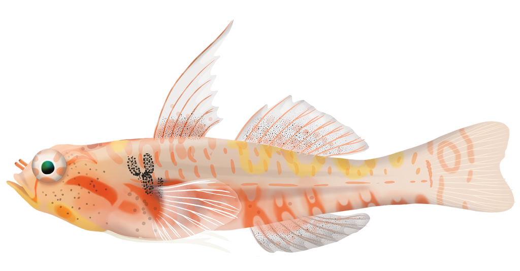 Shouldermark Eviota - Eviota Infulata | Marinewise