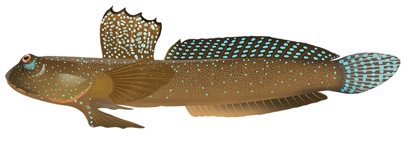 Bluespotted Mudskipper - Boleophthalmus Caeruleomaculatus | Marinewise