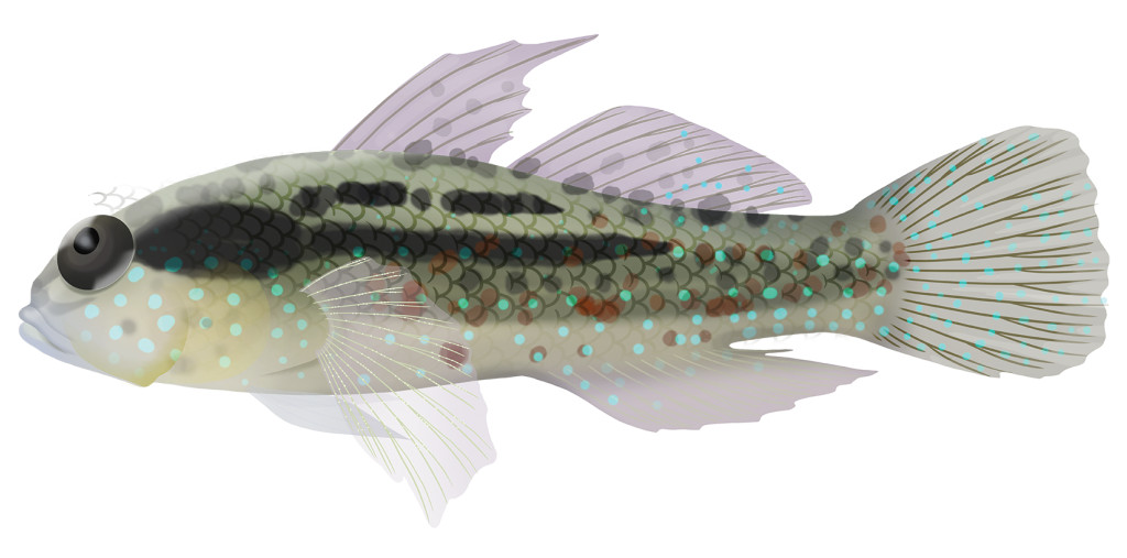 Starry Goby - Asterropteryx Semipunctatus | Marinewise