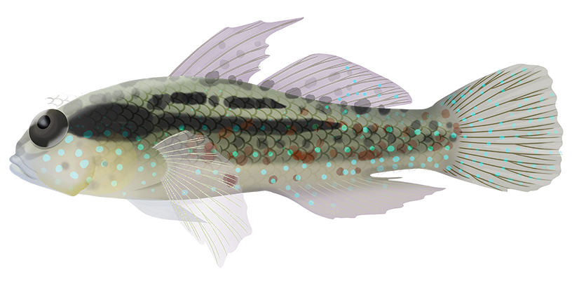 Starry Goby - Asterropteryx Semipunctatus | Marinewise