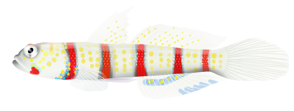 Redbanded Shrimpgoby - Amblyeleotris Fasciata | Marinewise