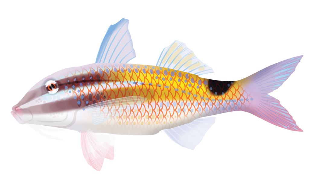 Blacksaddle Goatfish - Parupeneus Spilurus | Marinewise