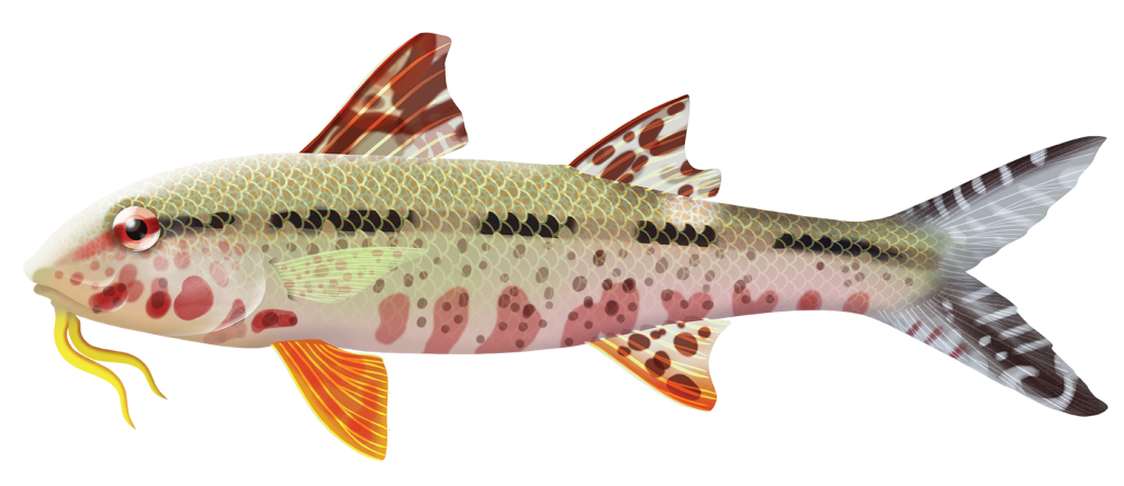 Bartail Goatfish - Upeneus Tragula | Marinewise