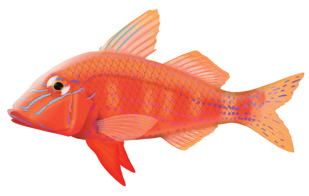 Bluestriped Goatfish - Upeneichyths Lineatus | Marinewise