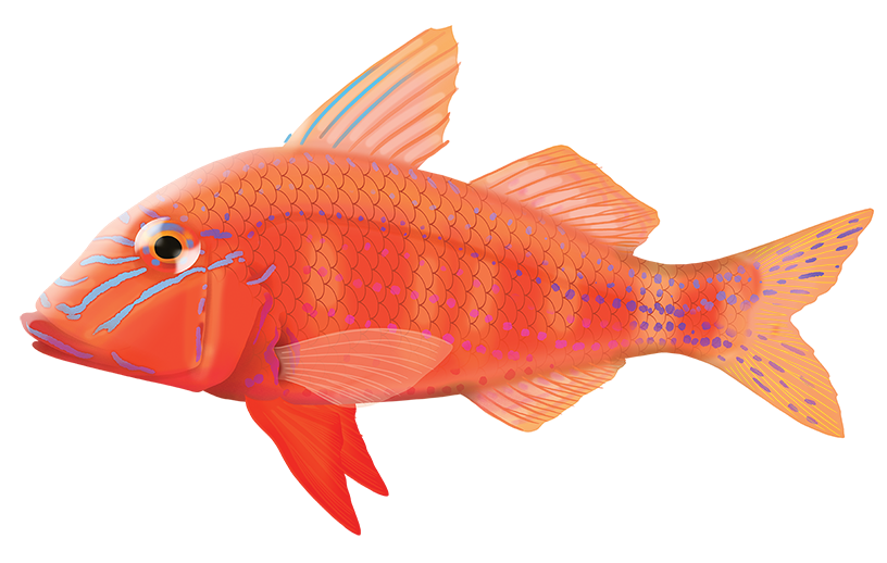 Bluestriped Goatfish - Upeneichyths Lineatus | Marinewise