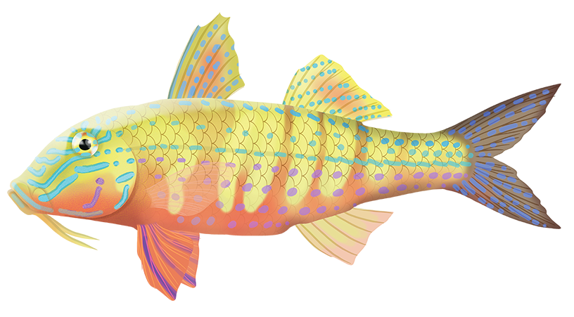 Bluespotted Goatfish - Upeneichthys Vlamingii | Marinewise