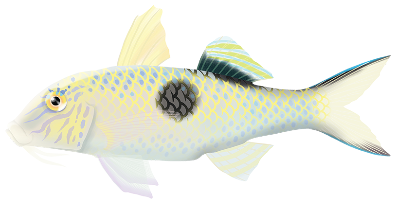 Sidespot Goatfish - Parupeneus Pleurostigma | Marinewise