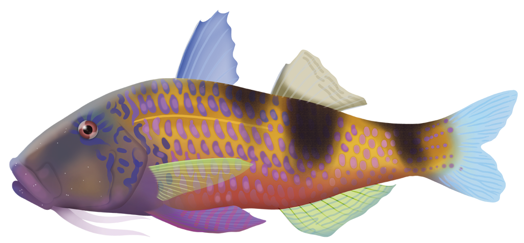 Banded Goatfish - Parupeneus Multifasciatus | Marinewise