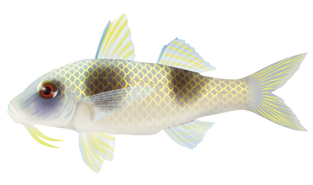 Doublebar Goatfish - Parupeneus Bifasciatus | Marinewise