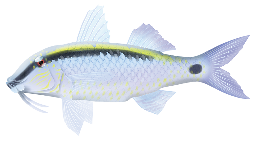 Dot-and-Dash Goatfish - Parupeneus Barberinus | Marinewise